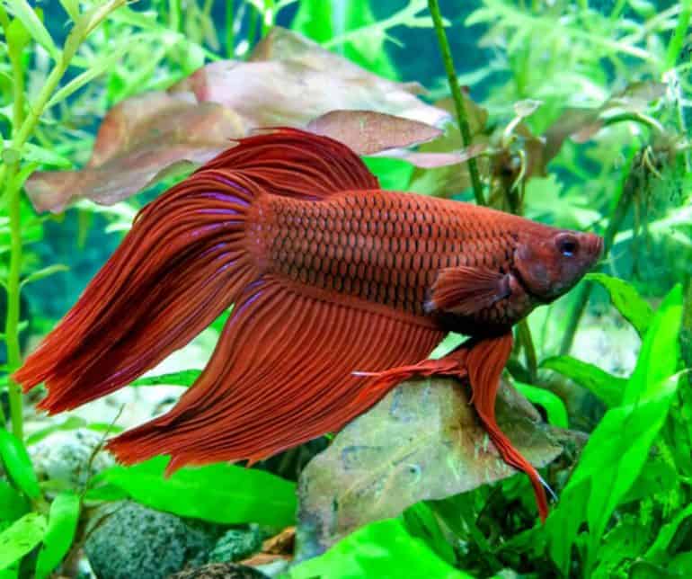 How Do Fish Sleep? | Get The Most Sofishticated Answers