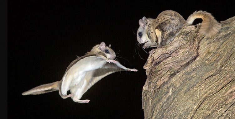 Where Do Squirrels Sleep At Night? | Cute Fluffy Creatures