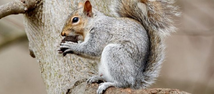 Where Do Squirrels Sleep At Night? | Cute Fluffy Creatures
