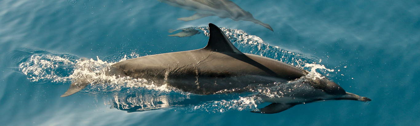 How Do Dolphins Sleep? | These Facts Will Make You Flip Out