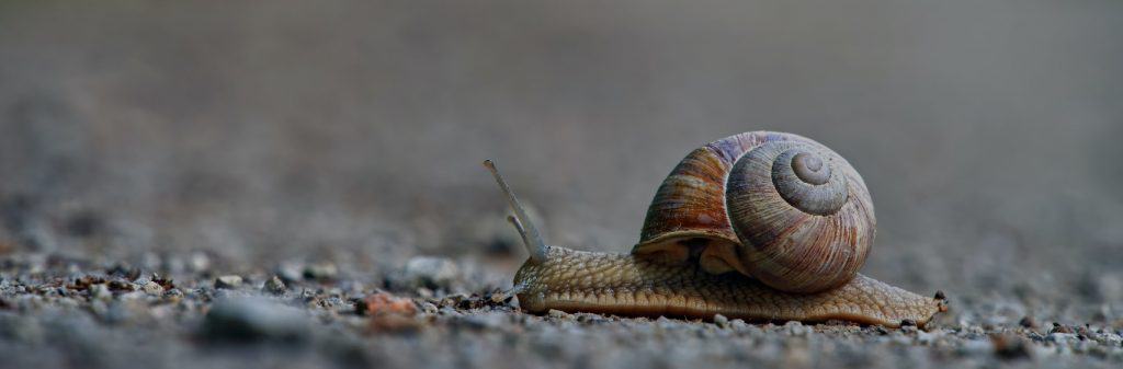 How Long Do Snails Sleep? | Your Burning Question Answered