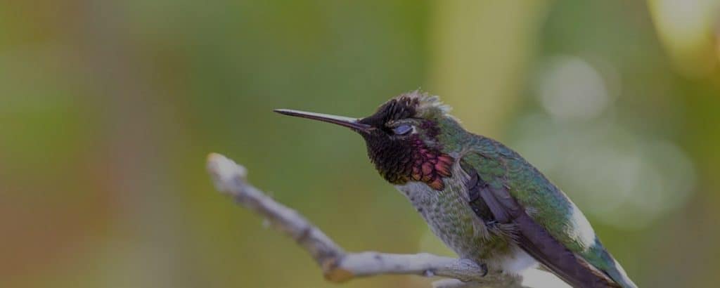 Where Do Hummingbirds Sleep? | Nature At Its Finest