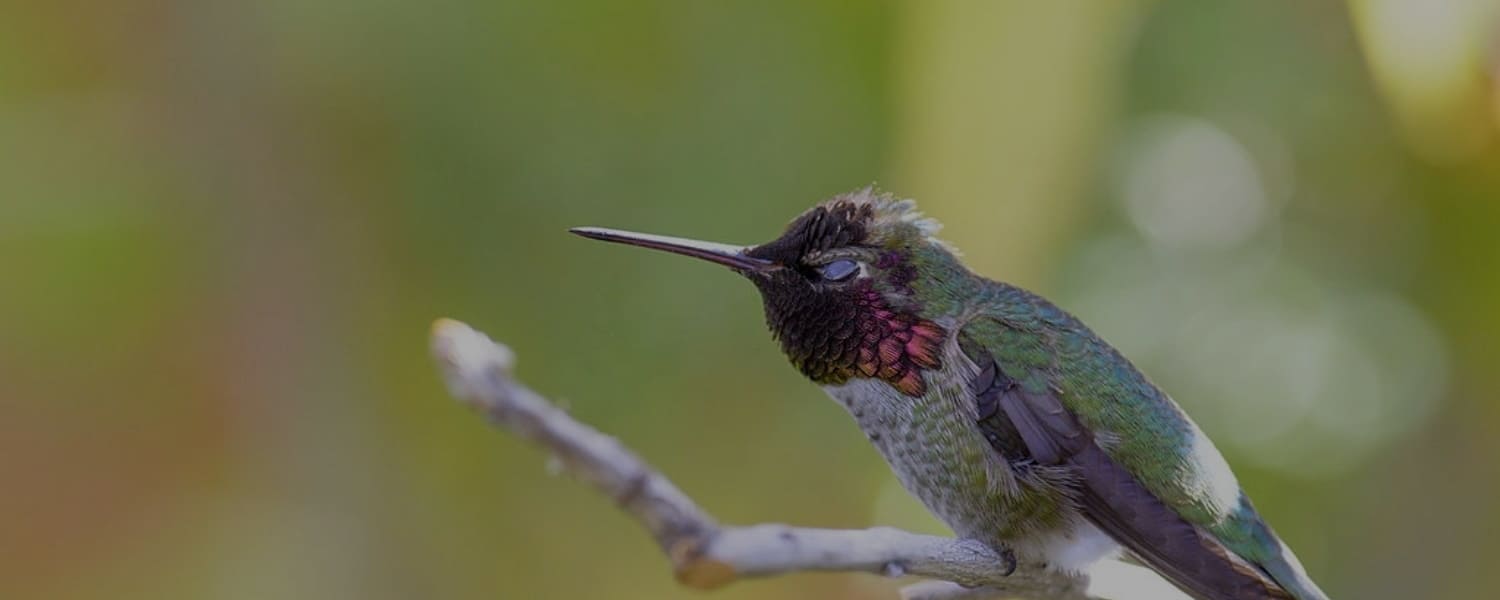 Where Do Hummingbirds Sleep? | Nature At Its Finest